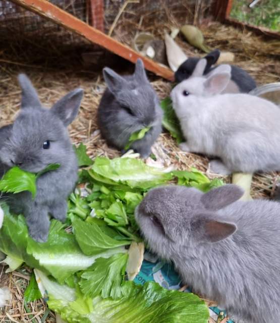 Baby Rabbits - Netherland Dwarf | Rabbits | Gumtree Australia ...