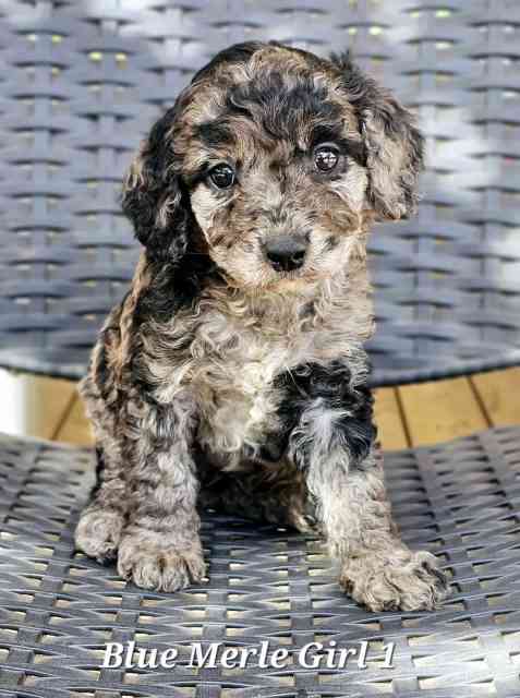 ️Toy Cavoodle ️🐶 Choc Merle, Red Merle | Dogs & Puppies | Gumtree ...