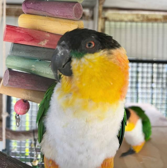 Female black headed caique | Birds | Gumtree Australia Pine Rivers Area ...
