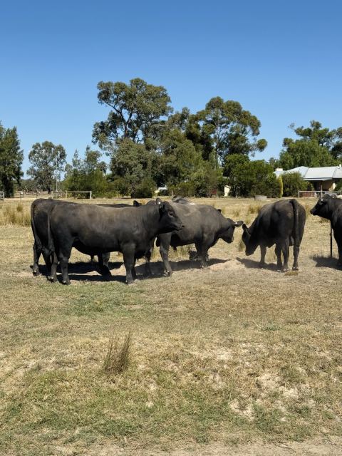 Registered Angus Bulls - Grass fed, free local delivery | Livestock ...