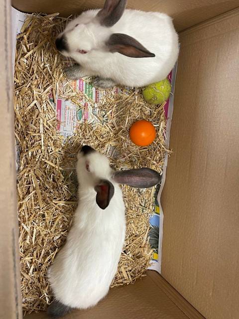 Rabbits | Rabbits | Gumtree Australia Melton Area - Caroline Springs | 1333935875