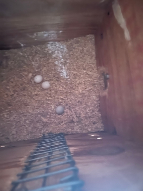 Derbyans. Lord Derbyshire parrot | Birds | Gumtree Australia Wyndham ...