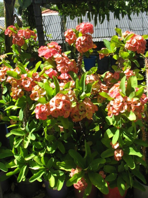 Beautiful crown of thorn plants, discounts for multi-purchases - Plants ...