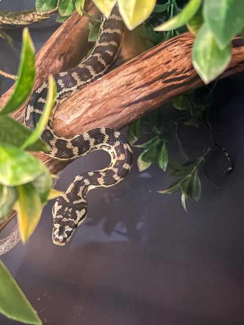 Adult Carpet Python | Reptiles & Amphibians | Gumtree Australia ...