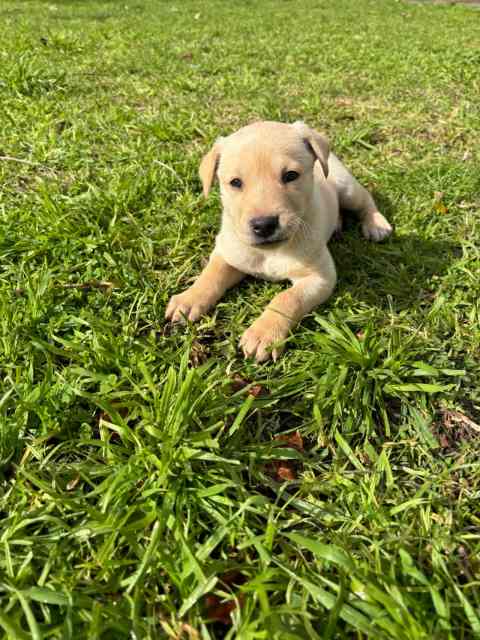 Purebred kelpie pups x 2 - available now (price dropped!) | Dogs ...