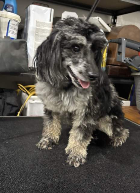 Toy poodles, rare colors | Dogs & Puppies | Gumtree Australia Surf ...