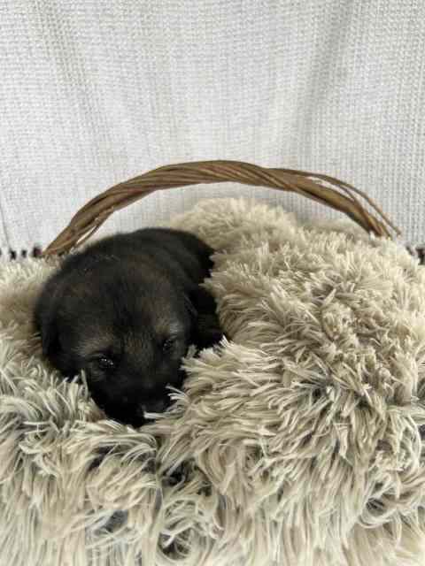 Purebred German Shepherds | Dogs & Puppies | Gumtree Australia Banana ...