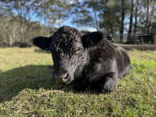 Miniature Lowline Angus Dexter Herd Cattle Cows | Livestock | Gumtree ...