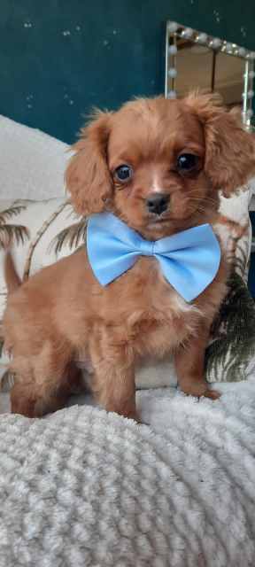 Toy Cavoodle puppies Straight and curly coated Professional breeders ...
