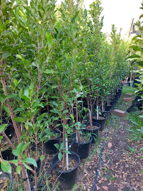 Ficus Hedge - $45 - Ficus Flash 2mt high - Plants in Melbourne CBD VIC ...