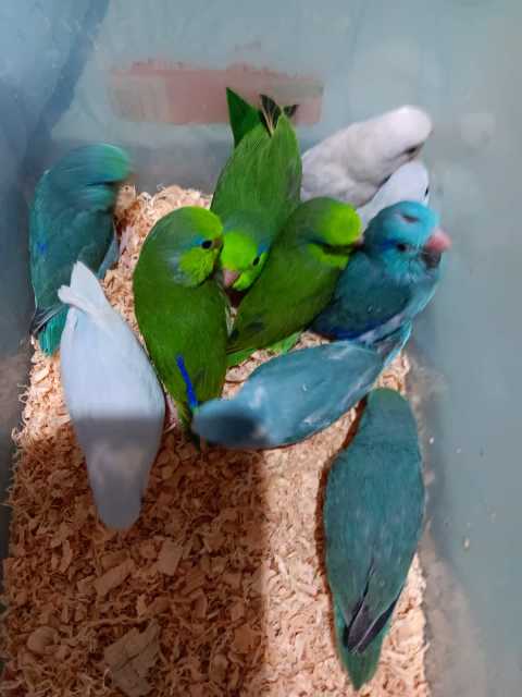 baby parrotlet hand raised Sydney and Melbourne. $200 | Birds | Gumtree ...