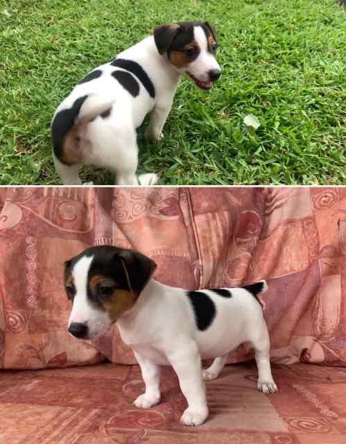 Only one left 🐾 Pure Breed Stumpy Jack Russell Puppies | Dogs & Puppies ...