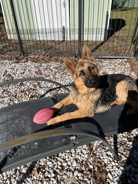 German shepherd puppy | Dogs & Puppies | Gumtree Australia Liverpool ...