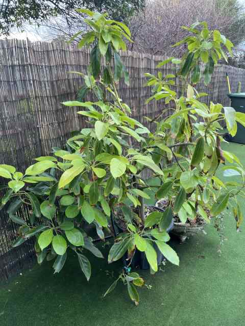 Avocado tree, grafted Hass - Plants in Lockleys SA | Gumtree Australia