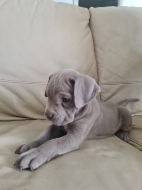 NEO MASTIFF PUPPIES 1 boy left | Dogs & Puppies | Gumtree Australia ...