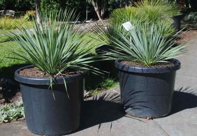 Yucca Rostrata and other Drought Tolerant Architectural Plants - Plants ...