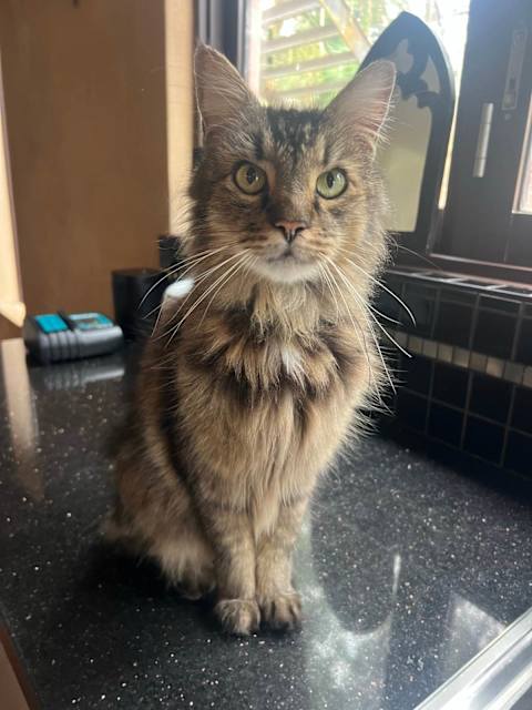 Maine Coon cross male adult cat | Cats & Kittens | Gumtree Australia ...