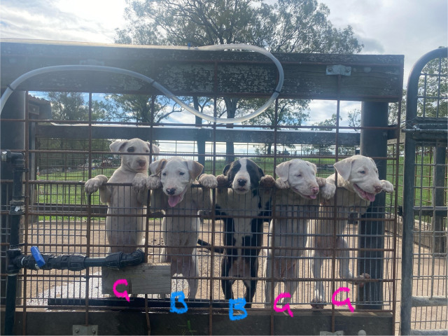 Bully Stag X Bully Boxer Pups | Dogs & Puppies | Gumtree Australia ...