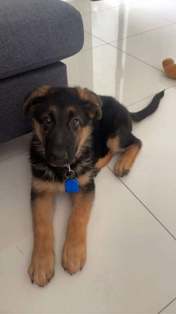 Purebred German Shepherd Female Puppy with Dogs Qld pedigree paperwork ...