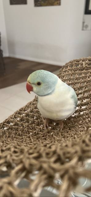 Indian Ringneck parrot opaline males hand tame and fully weaned | Birds ...