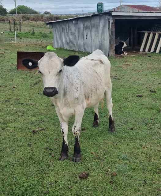 Cattle need to go | Livestock | Gumtree Australia Ipswich City ...