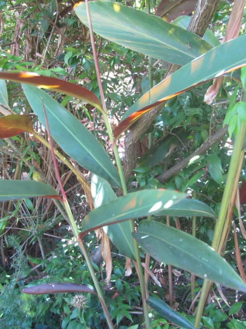 Australian Native Red Back Ginger (Alpinia caerulea) Bush Tucker Plant ...