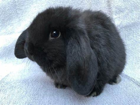 🧑‍🎄🐰Grey Purebred Mini Lop Bunny Black Lopped ear Bunny🧑‍🎄🐰 | Rabbits ...