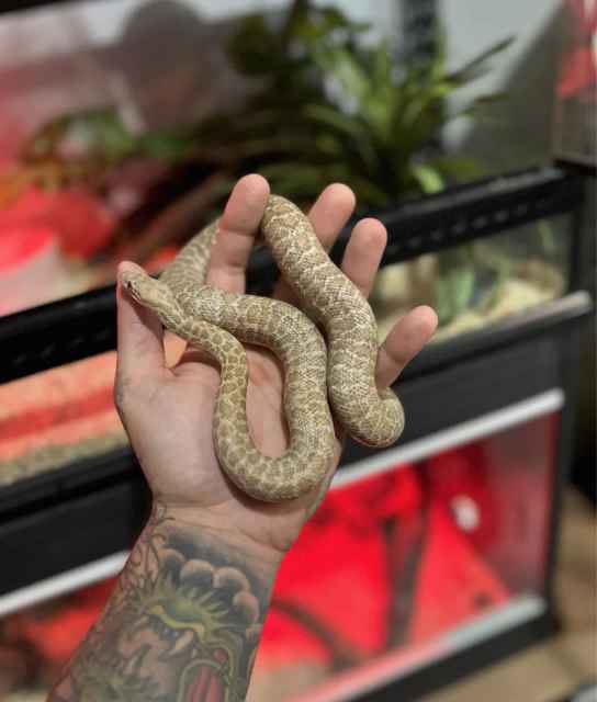 T+ Stimson python and caramel jag | Reptiles & Amphibians | Gumtree ...