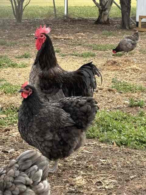 Blue Australorp chickens | Birds | Gumtree Australia Central Goldfields ...