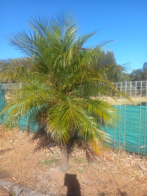 PLANT, ROBELENII PALM, PYGMY DATE PALM, ADVANCED, $170 ONO | Plants ...