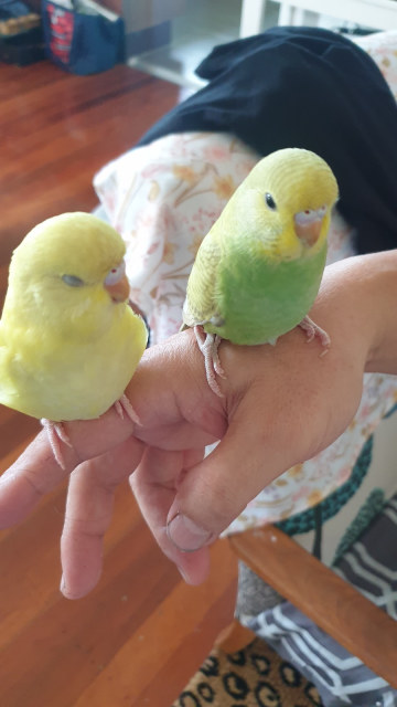 Cute young handraised budgies! | Birds | Gumtree Australia Brisbane ...