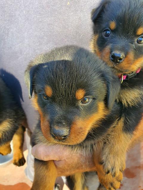 Rottweiler Pure Bred Puppies | Dogs & Puppies | Gumtree Australia ...