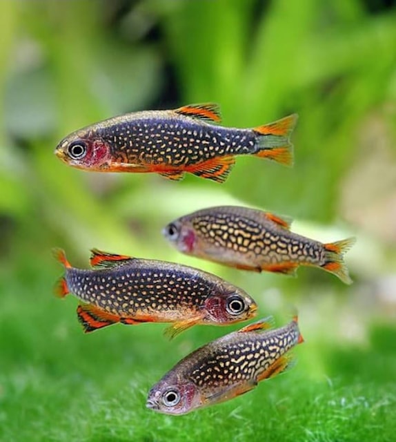 Locally bred CPD, Celestial Pearl Danio. Local Brisbane bred only $15 ...
