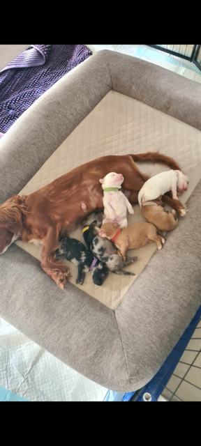 Cavoodle Puppies for sale rare merle colour | Dogs & Puppies | Gumtree ...