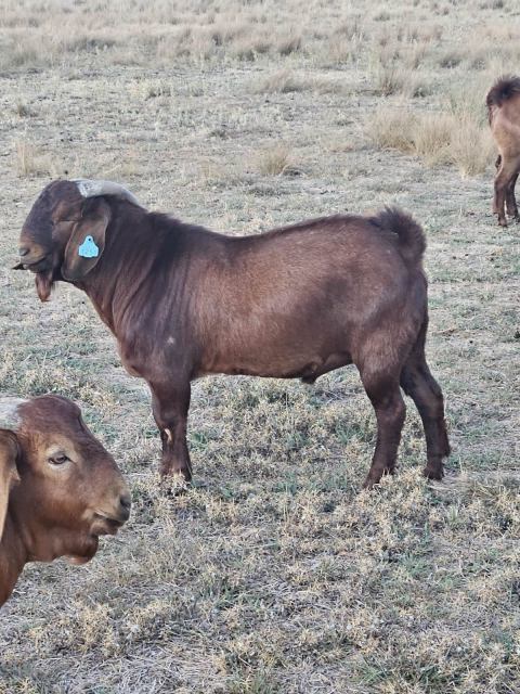FULLBLOOD RED BOER GOATS- BUCKS | Livestock | Gumtree Australia Cowra ...