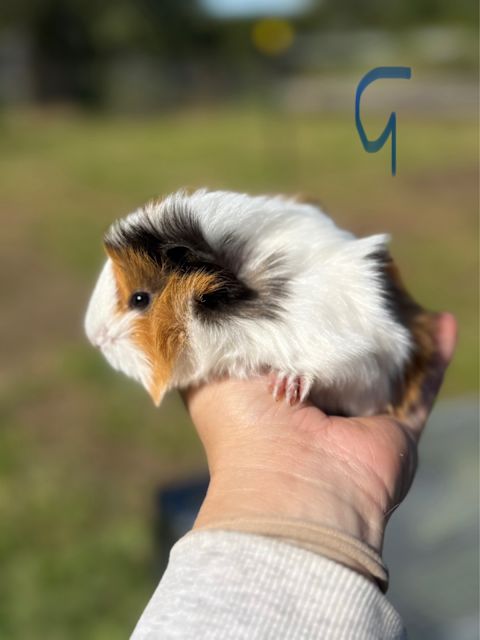Guinea pig boy babies | Other Pets | Gumtree Australia Caboolture Area ...