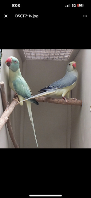 Ringnecks opaline | Birds | Gumtree Australia Wollongong Area ...