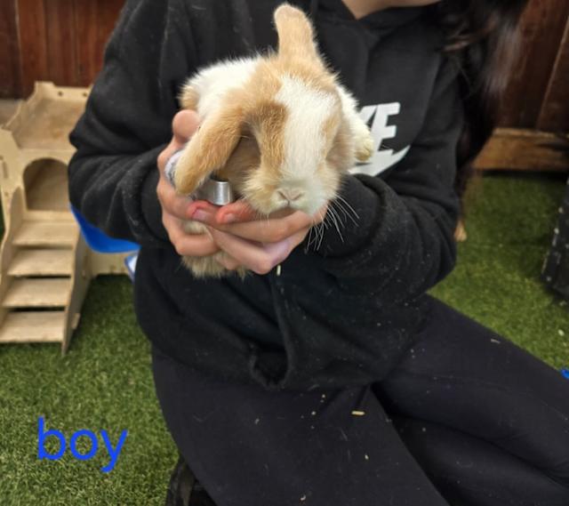 Purebred Mini Lop Bunnies | Rabbits | Gumtree Australia Baw Baw Area ...