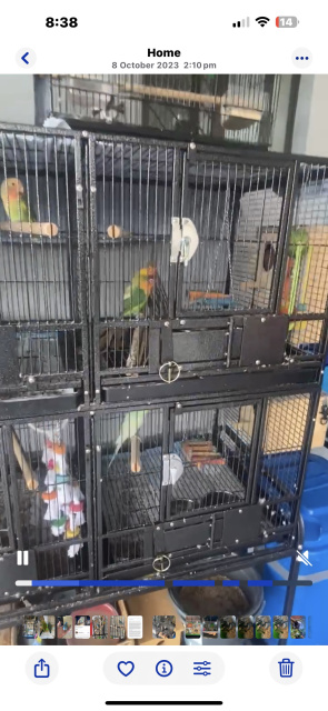 Peachface LOVEBIRD BREEDING SETUP/PAIRS/babies | Birds | Gumtree ...