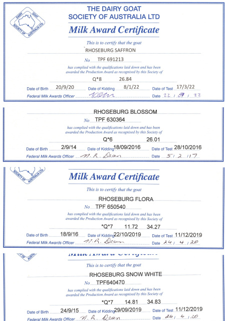 Dairy goats for sale milking Doe, Buck kid , does Toggenburg purebred ...