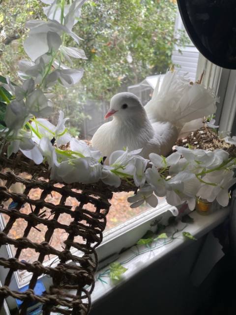 Regrettably rehoming my handsome boy tori | Birds | Gumtree Australia ...