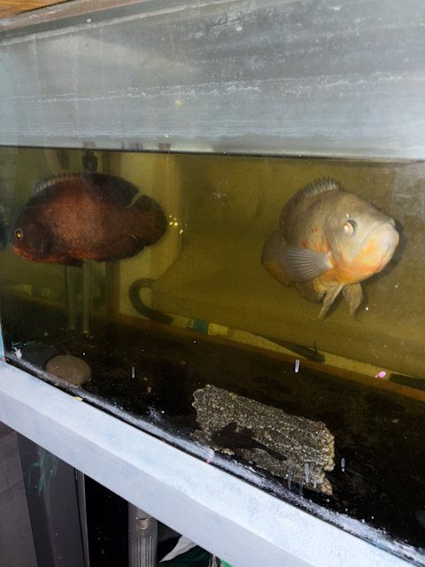 America cichlids, Oscar, Red devil, blue eye cichlids | Fish | Gumtree ...