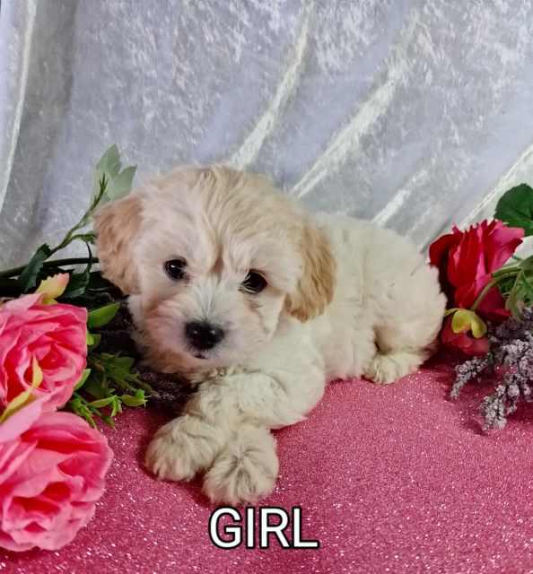 We are looking for a human CUDDLE BUDDY | Dogs & Puppies | Gumtree ...