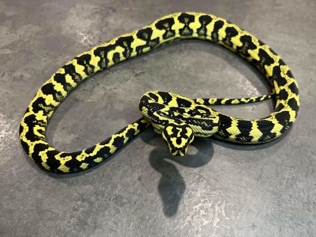 Reduced Pattern Jungle Pythons | Reptiles & Amphibians | Gumtree ...