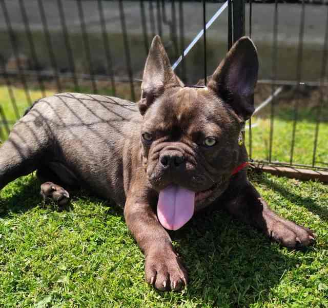 Limestone Coast French Bulldogs | Dogs & Puppies | Gumtree Australia ...