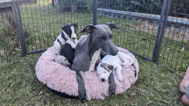 Purebred Whippet Puppies | Dogs & Puppies | Gumtree Australia Dungog ...