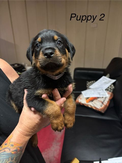 Rottweiler | Dogs & Puppies | Gumtree Australia Penrith Area - Colyton ...