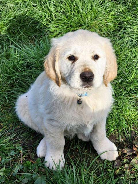 Golden retriever puppies | Dogs & Puppies | Gumtree Australia Ballarat ...