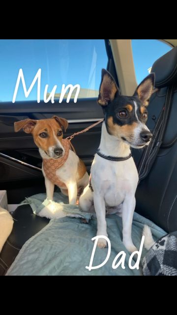 Jack Russell X Mini Foxie | Dogs & Puppies | Gumtree Australia Ipswich ...