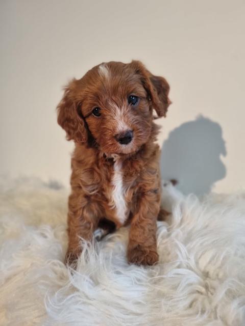 F1B Cavoodle Ruby Puppies | Dogs & Puppies | Gumtree Australia Port ...